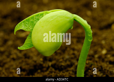 Lima bean, Phaseolus lunatus, seedling sprouting in dark soil Stock ...