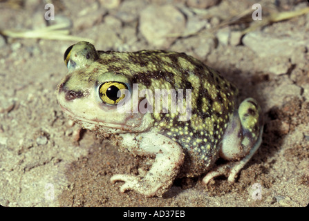 Amphibian Toad Couch s spade foot Stock Photo - Alamy