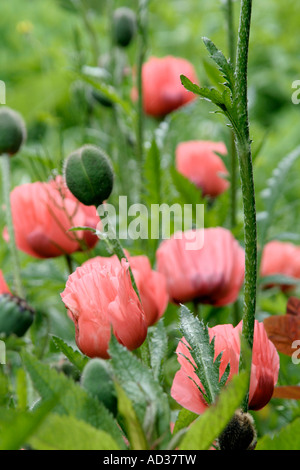 Pink papaver Orientale Mrs Perry with white lupins in summer garden ...