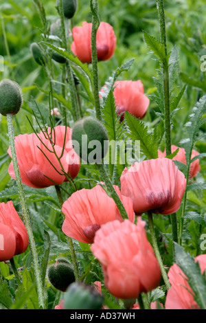 Pink papaver Orientale Mrs Perry with white lupins in summer garden ...