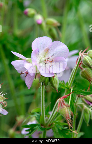 Geranium pratense roseum Stock Photo - Alamy