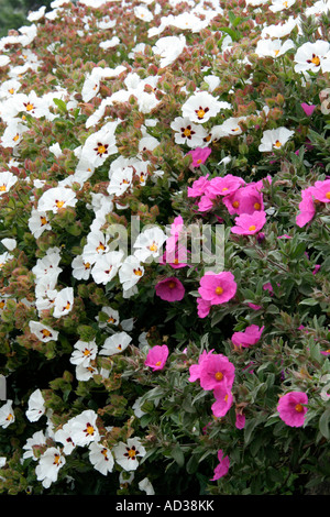 Cistus Snow Fire with the bright pink of C Sunset Stock Photo - Alamy