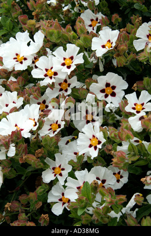 Cistus - SNOW WHITE Stock Photo - Alamy