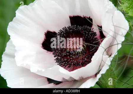 Papaver Perry s White Stock Photo - Alamy