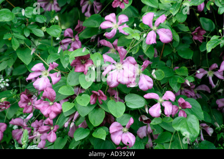 Clematis Margot Koster early June Stock Photo - Alamy