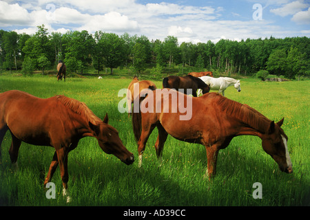 Horses standing and grazing in a green meadow in the rural landscape of ...