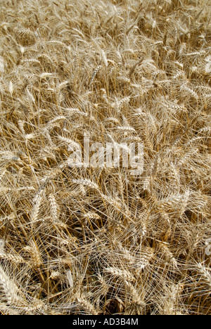 Barley (Hordeum vulgare) crop, ripe seedheads in field, with John Deere ...
