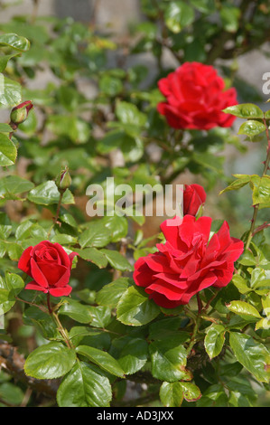 Blooming red roses (Rosa sp), Rosaceae Stock Photo - Alamy
