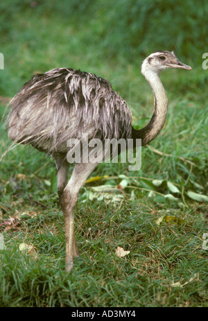 Common Rhea - Rhea americana Stock Photo - Alamy