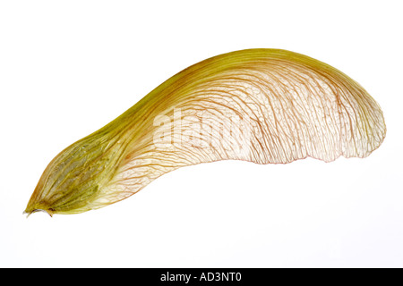 SILVER MAPLE SEED (ACER SACCHARINUM) / STUDIO Stock Photo - Alamy