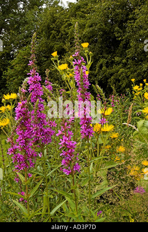 Purple loostrife Lythrum salicaria Stock Photo - Alamy