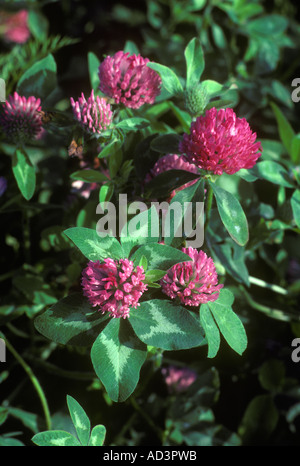 Red Clover (Trifolium pratense Stock Photo - Alamy
