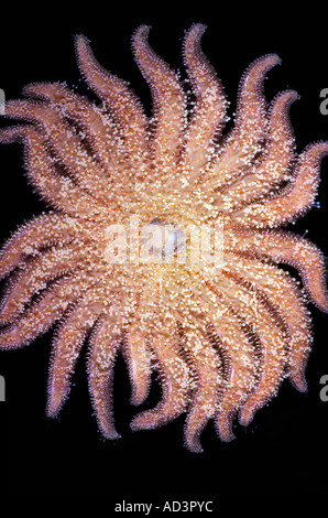 Sunflower Starfish Underside Showing Stomach, Pycnopodia helianthoides ...
