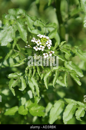 Fools Watercress, Apium nodiflorum, Apiaceae. Growing along the Banks ...