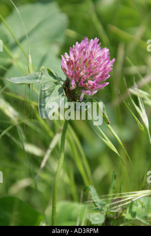 Red Clover (Trifolium pratense), Fabaceae Stock Photo - Alamy