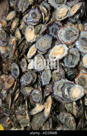 Limpets at Funchal fish market Madeira Portugal Stock Photo - Alamy