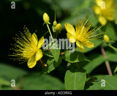 Stinking Tutsan, Hypericum hircinum, Hypericaceae Stock Photo - Alamy