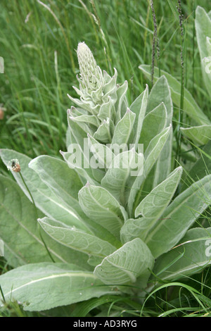 GREAT MULLEIN Verbascum thapsus (Scrophulariaceae Stock Photo - Alamy