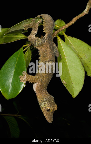 Rare leaf-tailed gecko (Uroplatus finiavana) on branch, male with ...