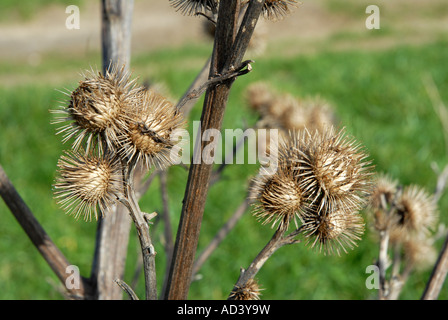 Burdock seed head showing detail of hooks Stock Photo - Alamy