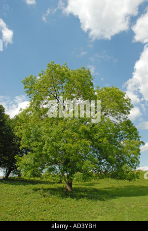 Ash Tree 1 Stock Photo - Alamy