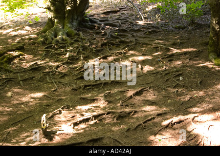 Beech tree with root system exposed Stock Photo - Alamy