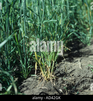 Dwarf bunt (Tilletia controversa) stunted plants in a wheat crop ...
