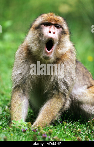gaping barbary ape Stock Photo - Alamy