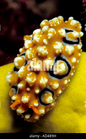 Yellow Wart Slug (Phyllidiidae warty), Philippines Stock Photo - Alamy