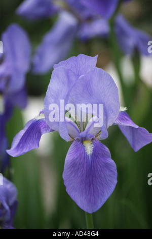 The Iris State flower of Tennessee Stock Photo - Alamy