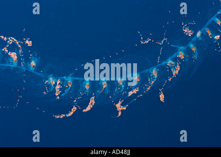 Urochordata (Tunicata), Thaliacea Stock Photo: 13299546 - Alamy