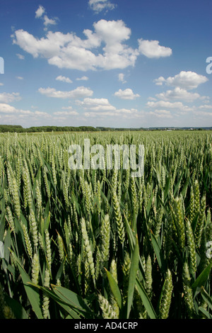 Weizenfelder im Sommer Stock Photo - Alamy