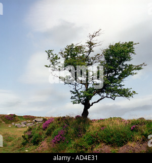Dartmoor tree bent over by the winds Stock Photo - Alamy