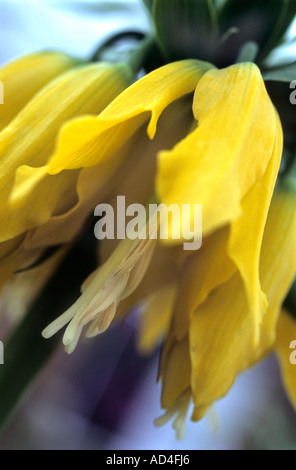 Close-up of Fritillaria Stock Photo - Alamy