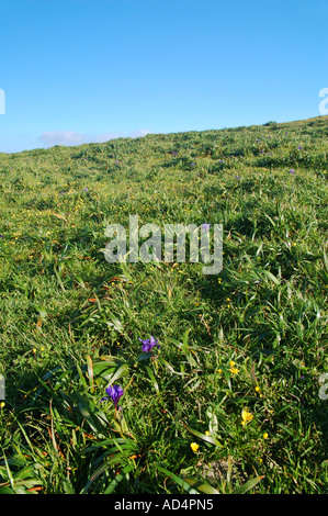 Wildflowers at Point Reyes, California Stock Photo - Alamy