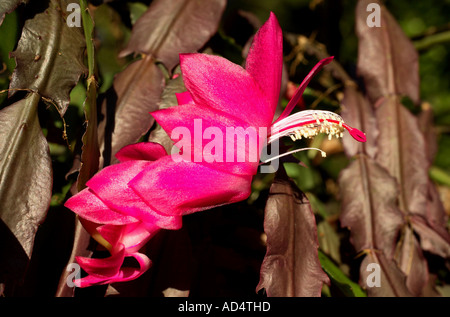 zygo zygocactus truncatus schlumbergera truncata cactus flower dsca ...