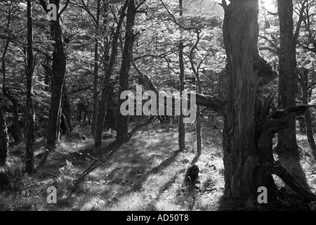 Lenga forest (Nothofagus pumilio), El Chalten, Los Glaciares National ...