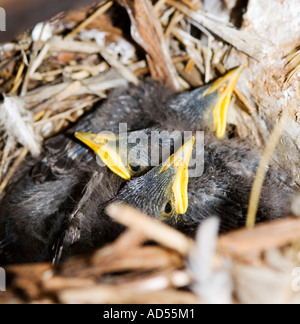 Close-up of baby European Starling (Sturnus vulgaris) peeking out of ...