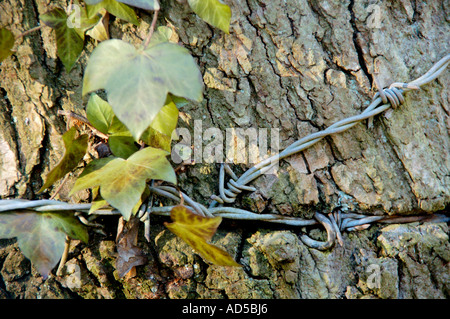 Barbed wire wrapped around a tree Stock Photo - Alamy