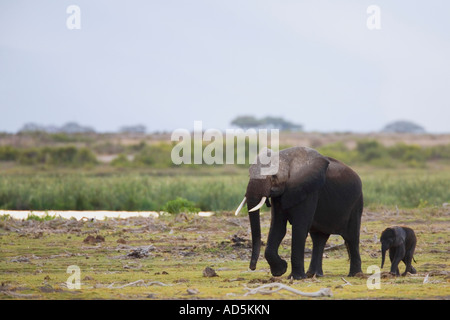 African elephants (Loxodonta africana), Elephant calf running alongside ...