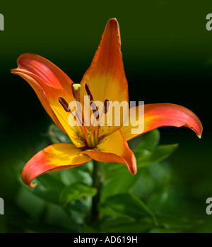 'Cancun' Lily flower Lilium Stock Photo - Alamy