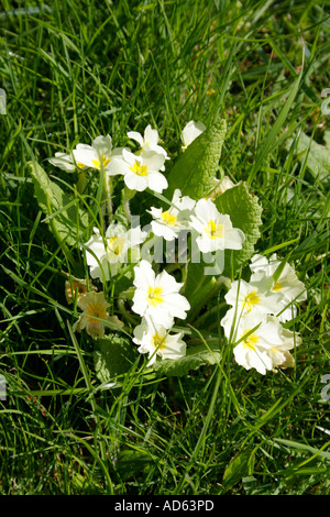 PRIMULA AUREATA. PRIMROSE. PRIMULACEAE Stock Photo - Alamy
