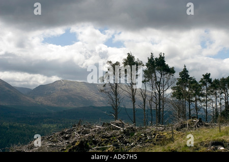 Cut pine forest, Scottish Highlands. Scotland Stock Photo - Alamy