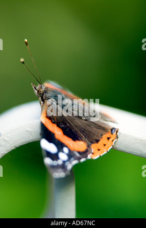 Red Admiral butterfly sitting on flowers Stock Photo - Alamy