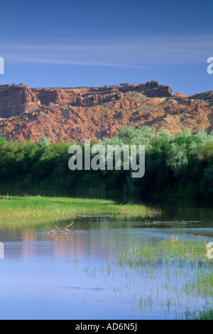 Colorado River Scott M Matheson Wetlands Preserve near Moab UTAH Stock ...