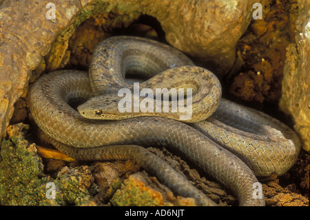 Antiguan Racer Alsophis antiguae Antigua and Barbuda Eastern Caribbean ...