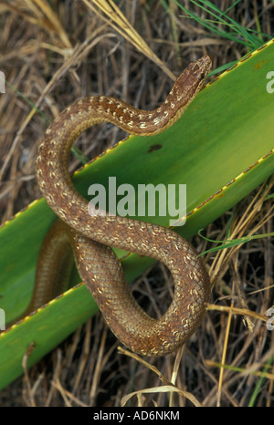 Antiguan Racer Alsophis antiguae Antigua and Barbuda Eastern Caribbean ...