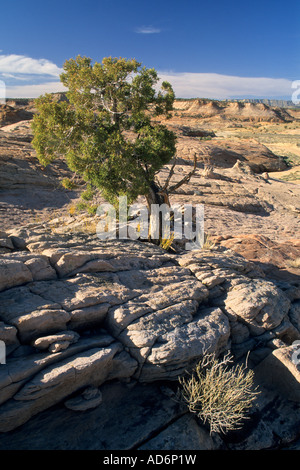 Harris Wash area Hole In The Rock Road region Grand Staircase Escalante ...
