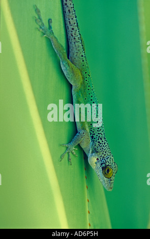 GIANT ANOLE. ANOLIS BIMACULATUS. ANTIGUA. WEST INDIES Stock Photo - Alamy