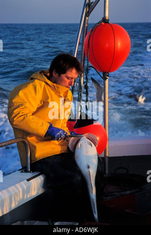 Gutting Fish Cod Long Line Fishing North Sea, British Waters Stock ...